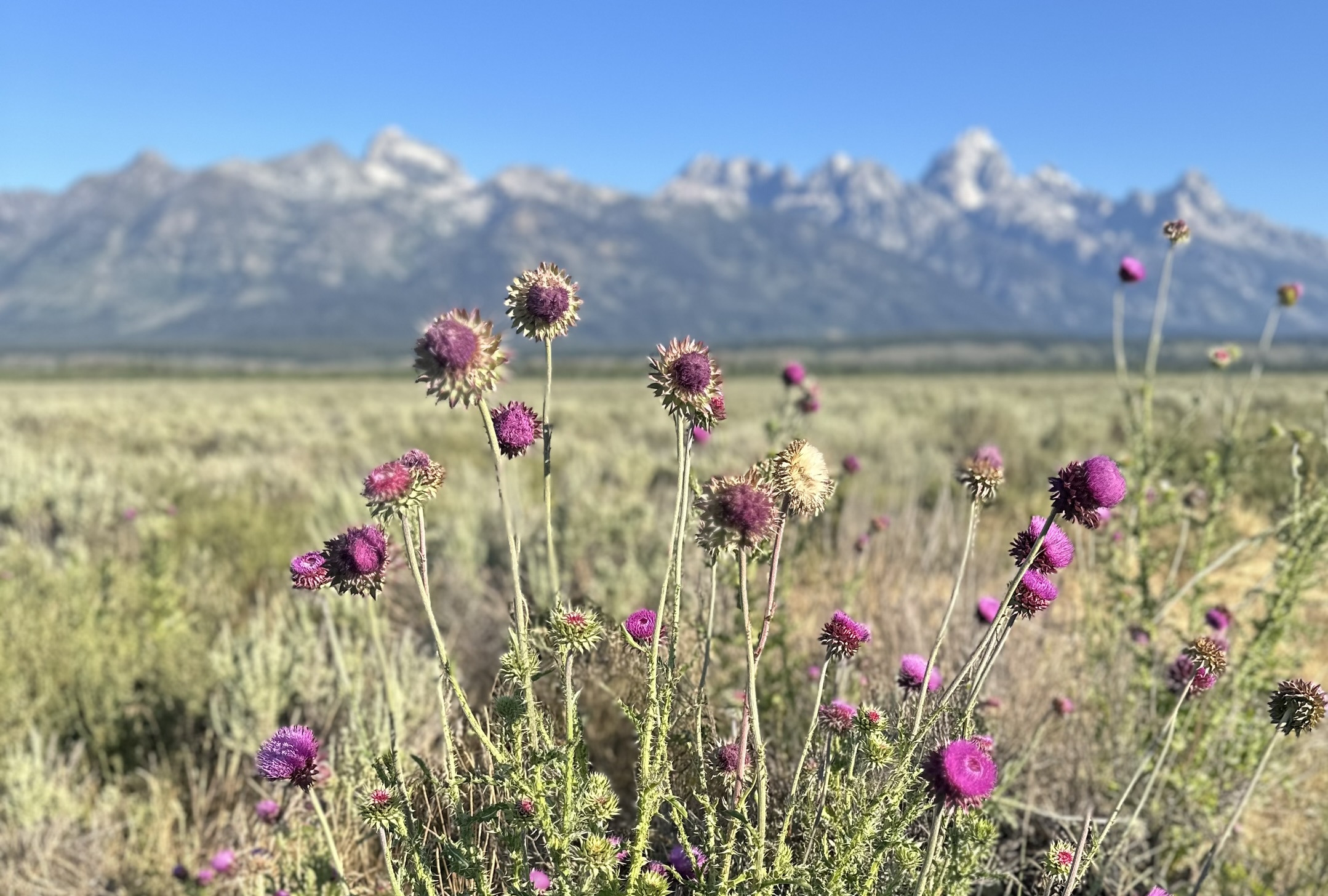 The Ultimate Yellowstone Road Trip: Jackson, WY to Bozeman, MT – The ...